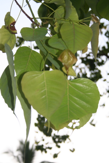 Leaf painting at the Neyyar Dam – Health Help International